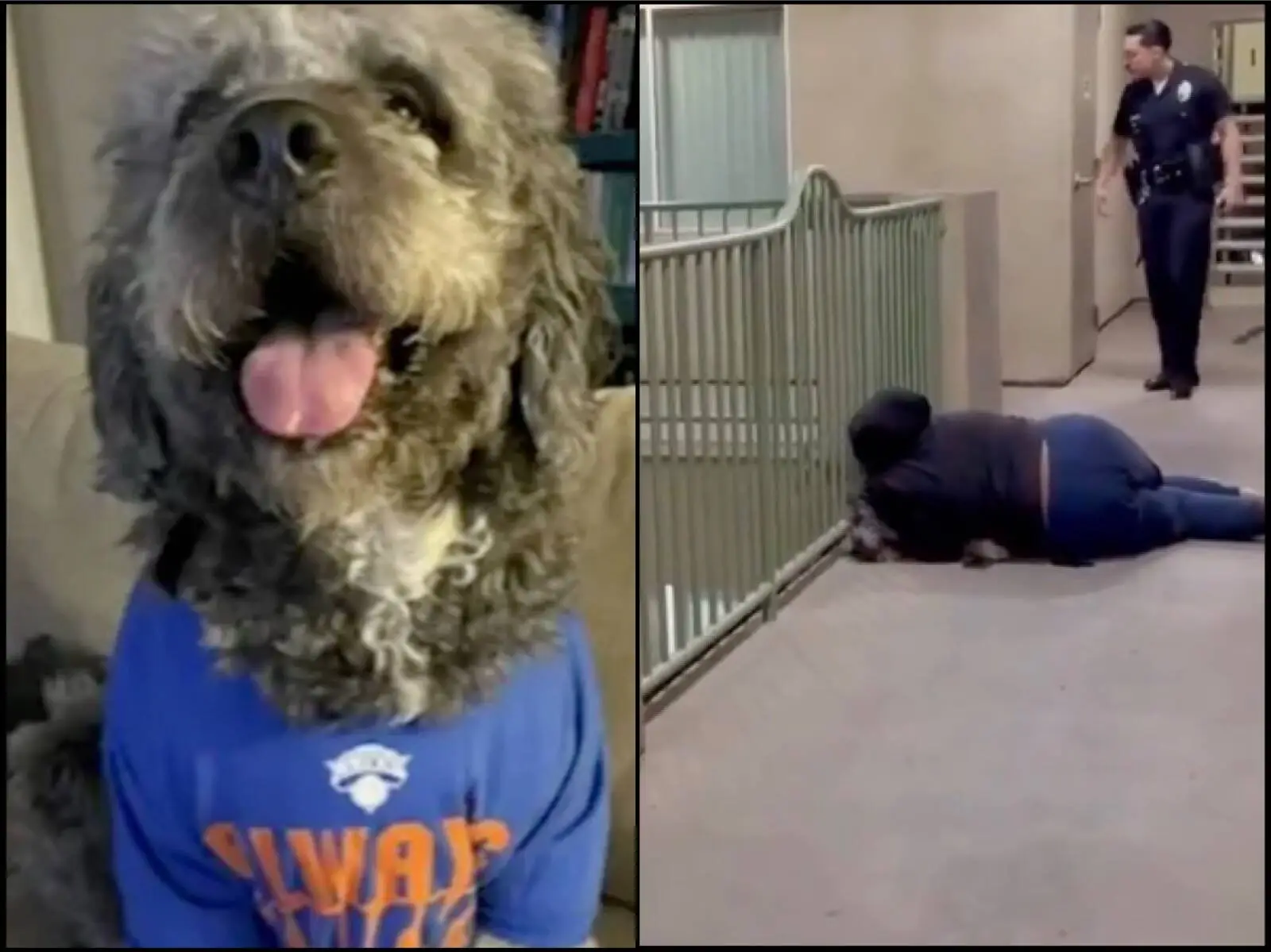 LAPD Shoot and Kill Dog That Was Celebrating Knicks NBA Finals Win ...
